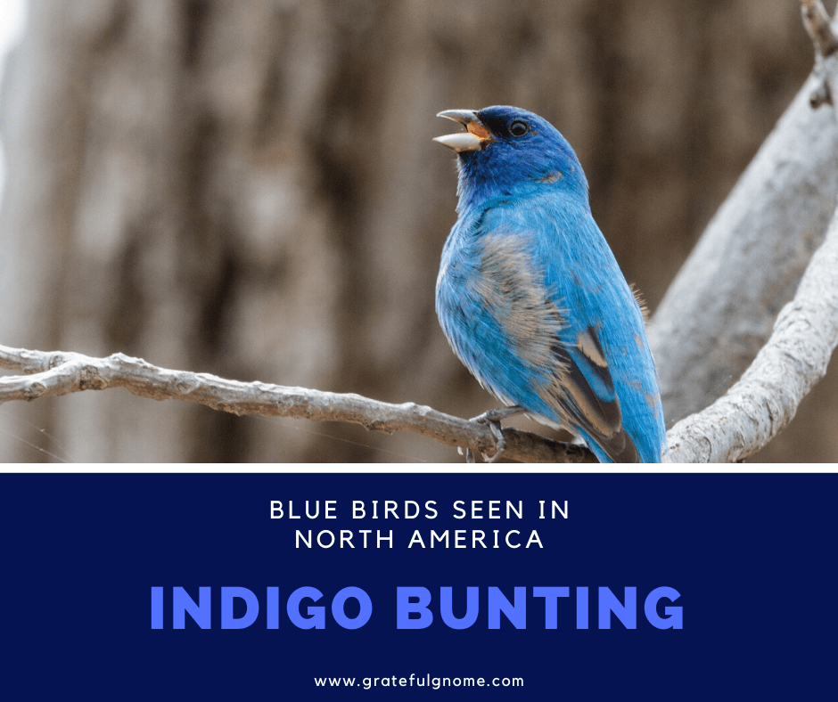 Blue Birds Seen in North America - Indigo Bunting – Grateful Gnome