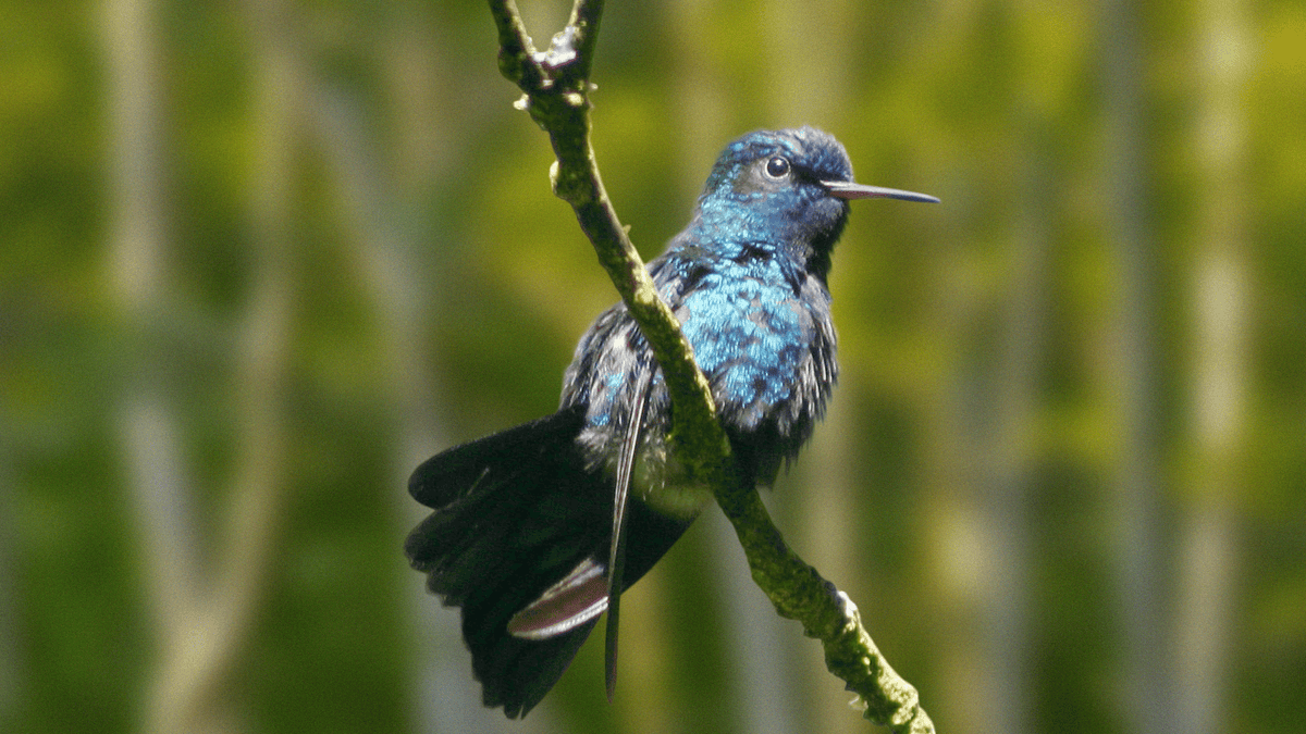 Blue-headed Hummingbird – Grateful Gnome
