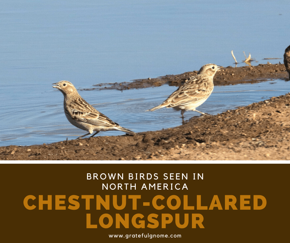 Brown Birds Seen in North America - Chestnut-collared Longspur ...