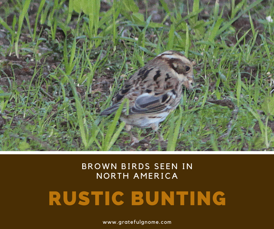 Brown Birds Seen in North America - Rustic Bunting – Grateful Gnome
