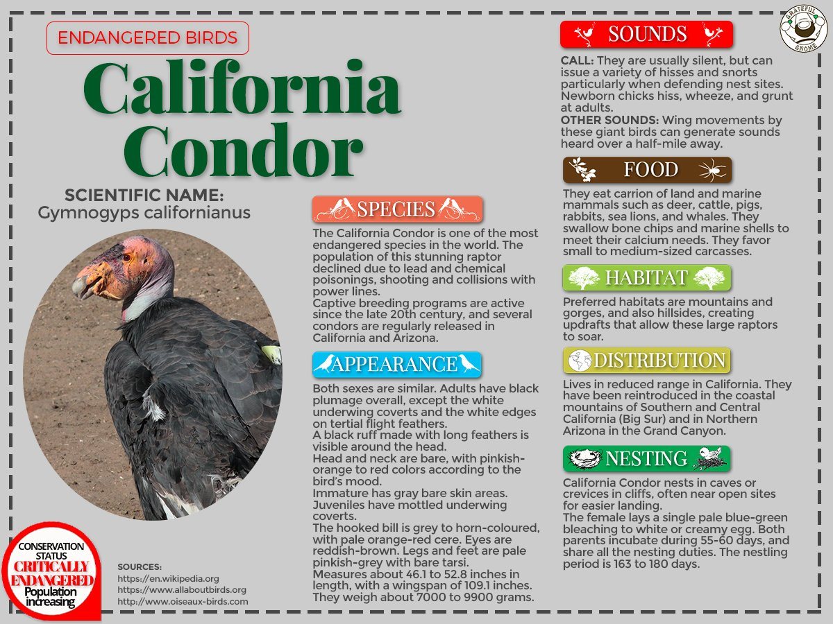 California Condor – Grateful Gnome