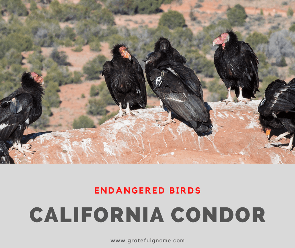 California Condor (Endangered Bird Species) – Grateful Gnome