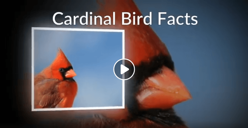 Cardinal Bird Facts – Grateful Gnome
