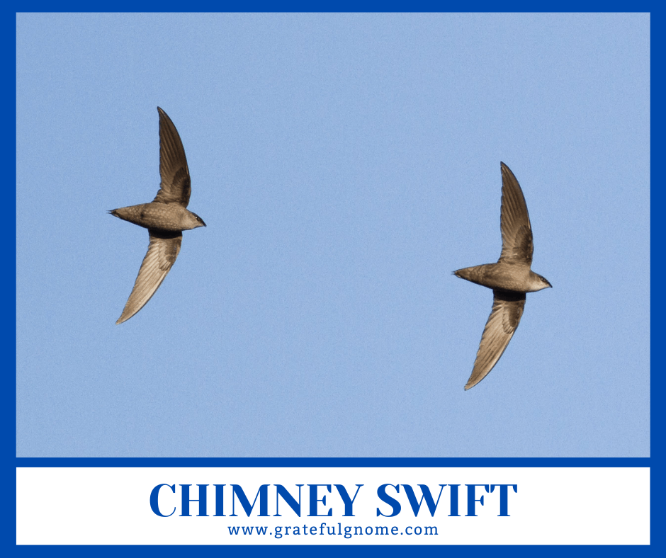 Chimney Swift – Grateful Gnome