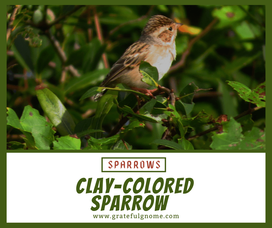 Clay-colored Sparrow – Grateful Gnome