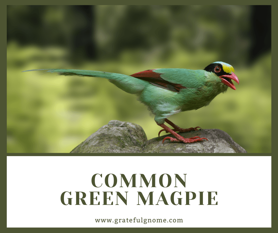 Common Green Magpie – Grateful Gnome
