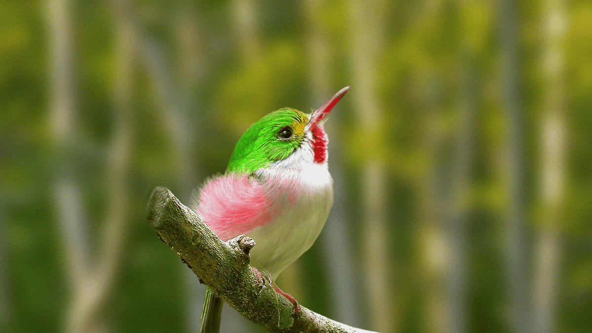 Cuban Tody – Grateful Gnome