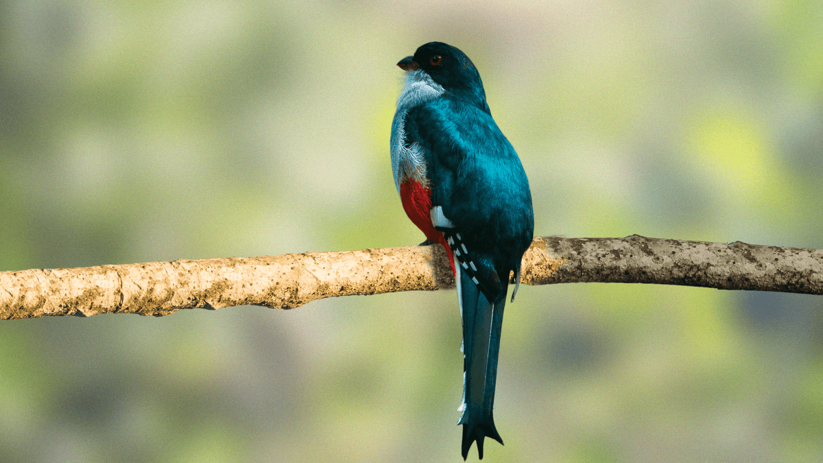 Cuban Trogon – Grateful Gnome