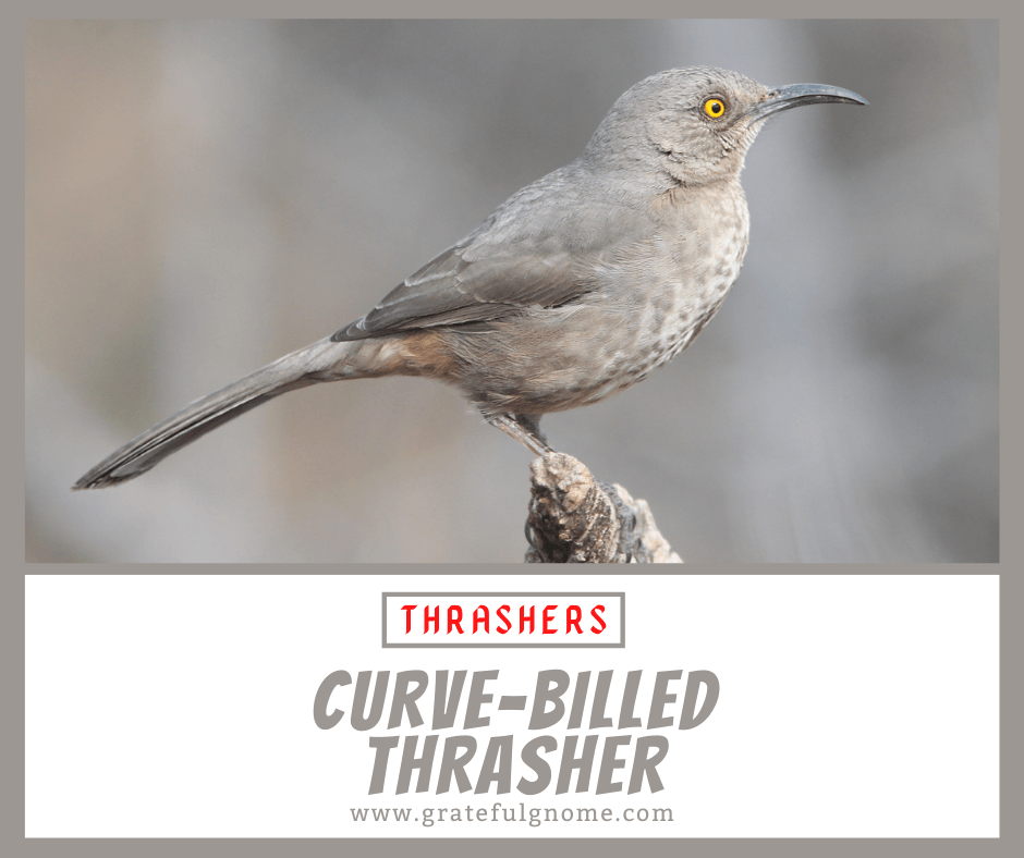 Curve-billed Thrasher – Grateful Gnome