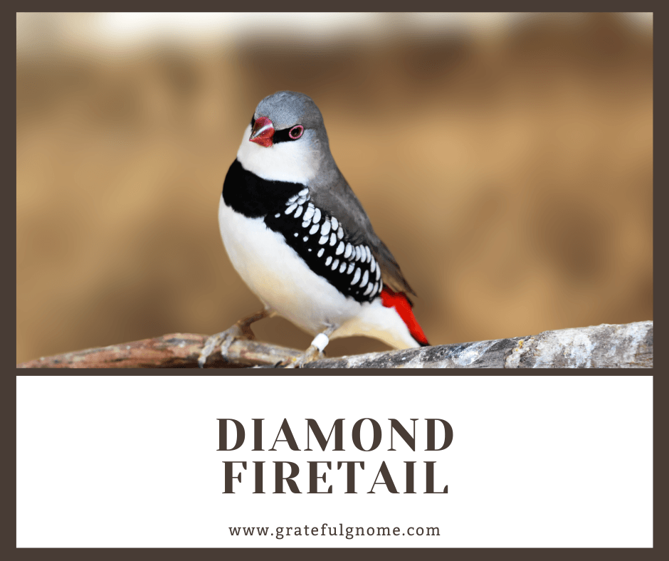 Diamond Firetail – Grateful Gnome
