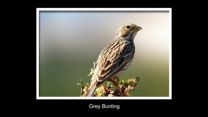 Different Types of Bunting – Grateful Gnome