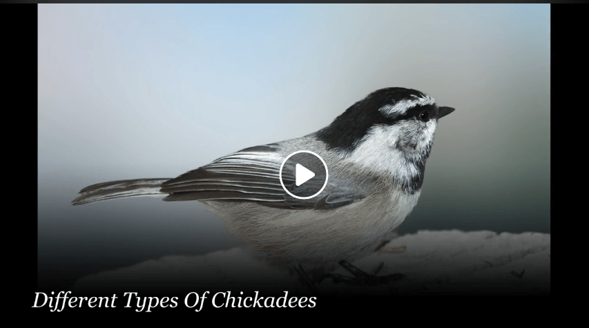 Different Types Of Chickadees – Grateful Gnome