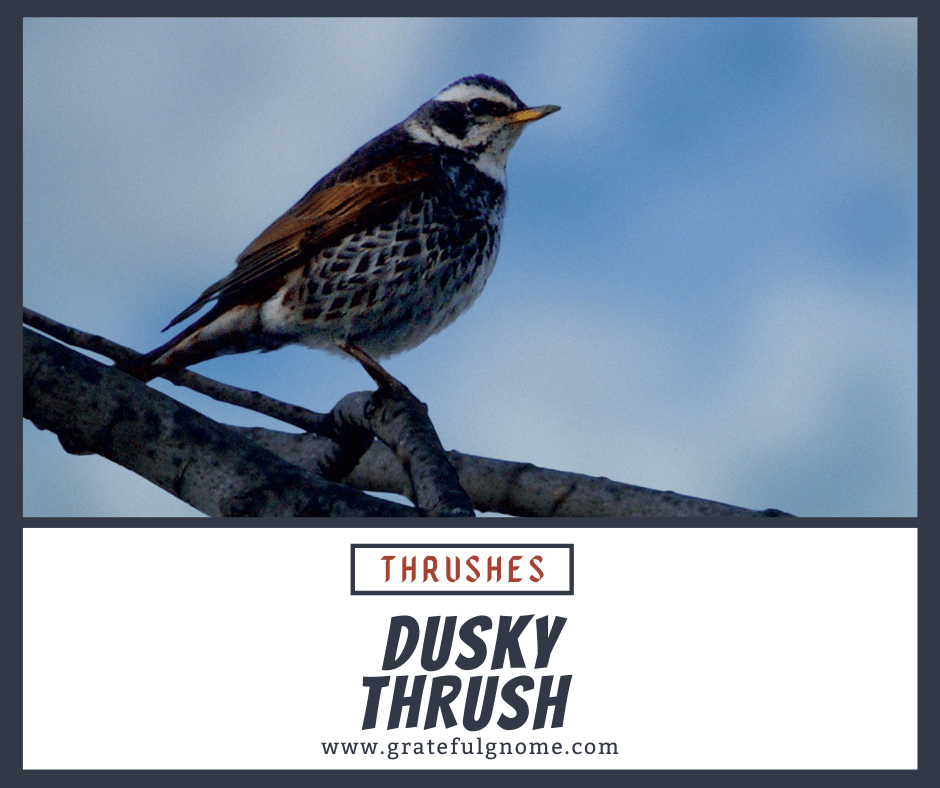 Dusky Thrush – Grateful Gnome