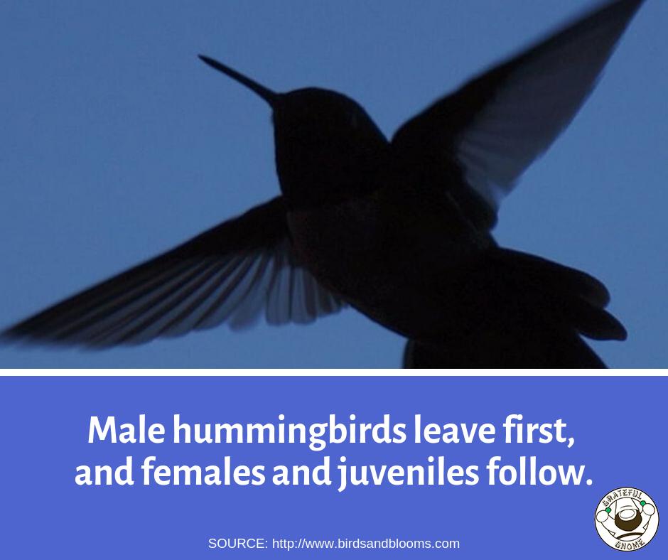 Fascinating Facts About Hummingbird Migration in Fall – Grateful Gnome