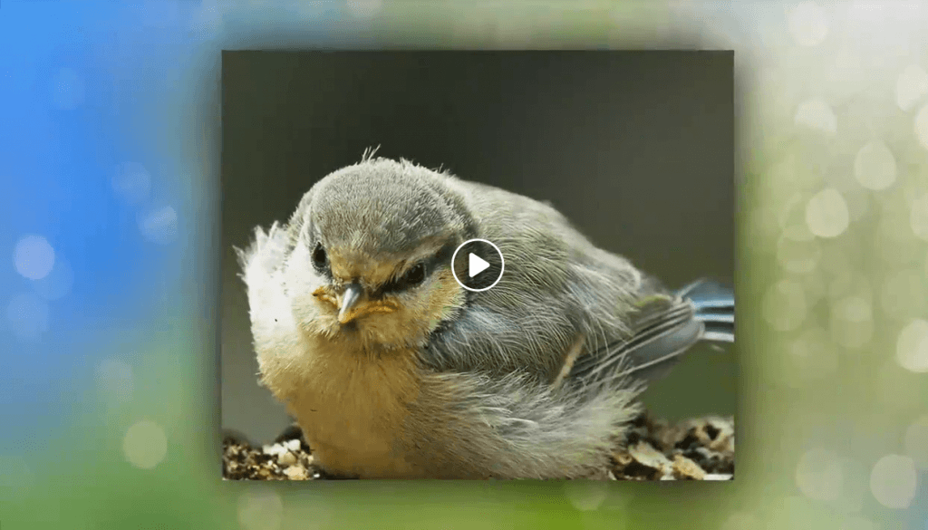 Fat Birds – Grateful Gnome