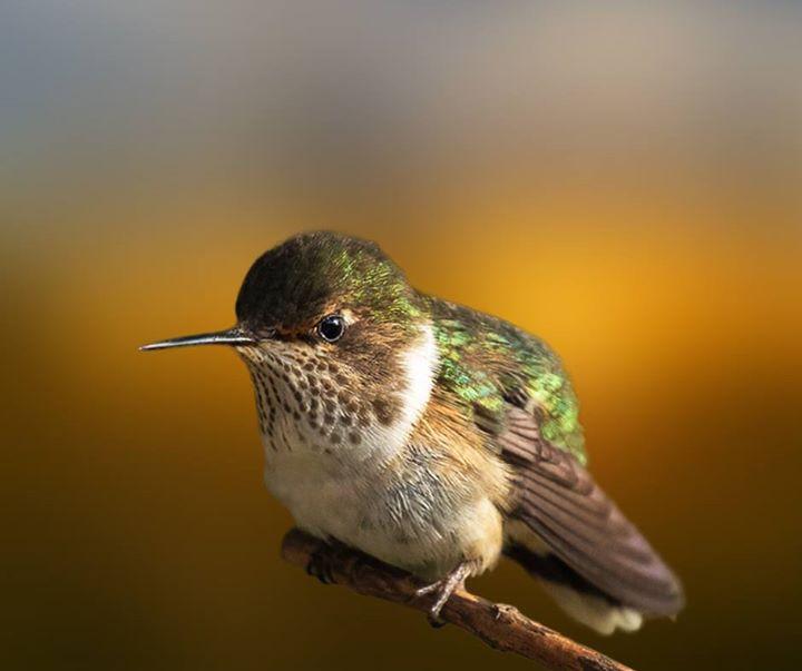 Female Volcano Hummingbird (Selasphorus flammula) – Grateful Gnome