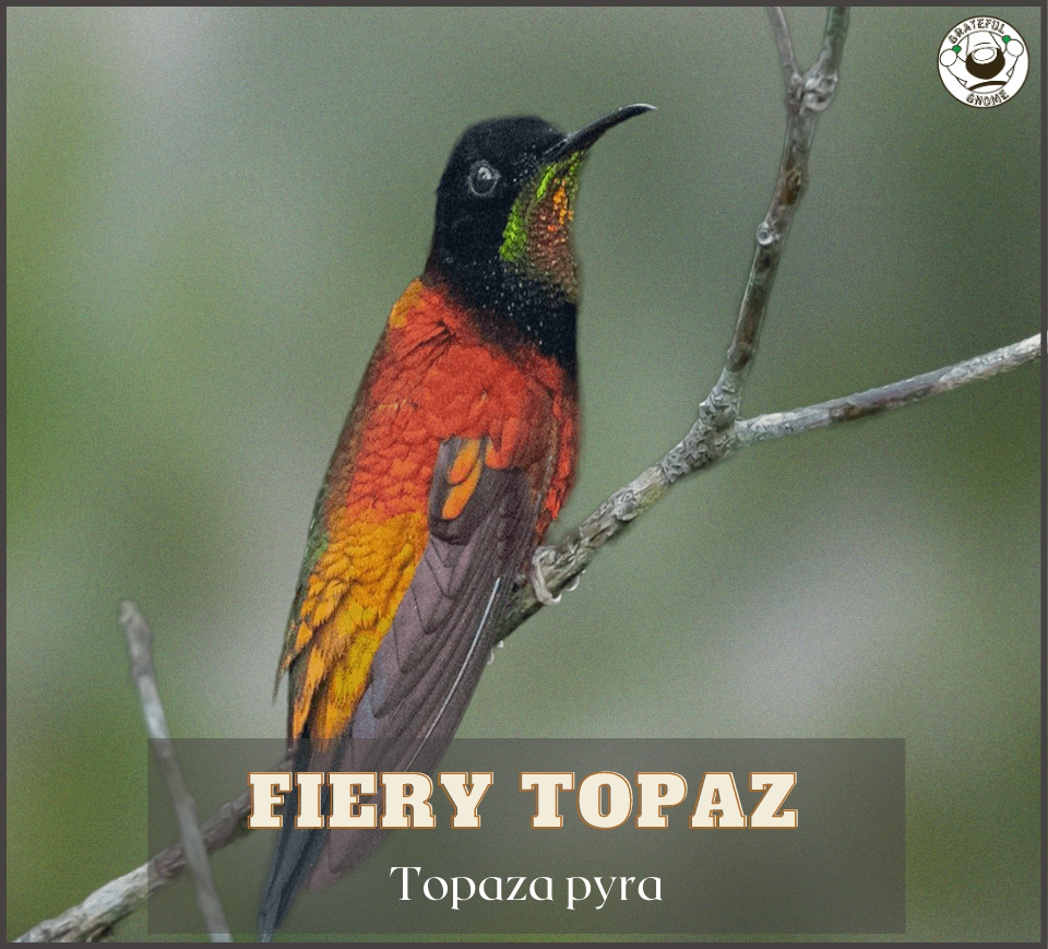 Fiery Topaz – Grateful Gnome
