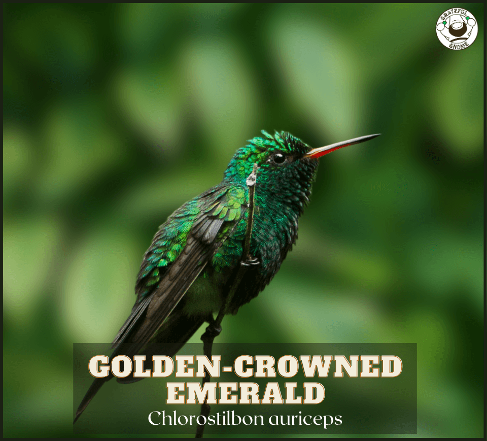 Golden-crowned Emerald – Grateful Gnome