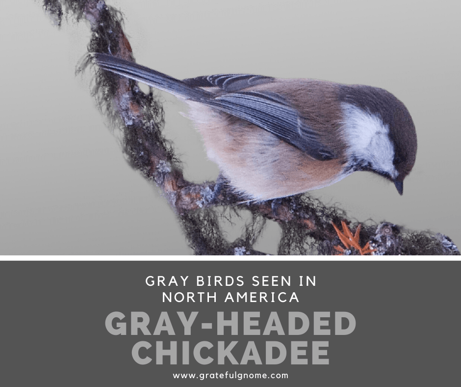 Gray Birds Seen in North America - Gray-Headed Chickadee – Grateful Gnome