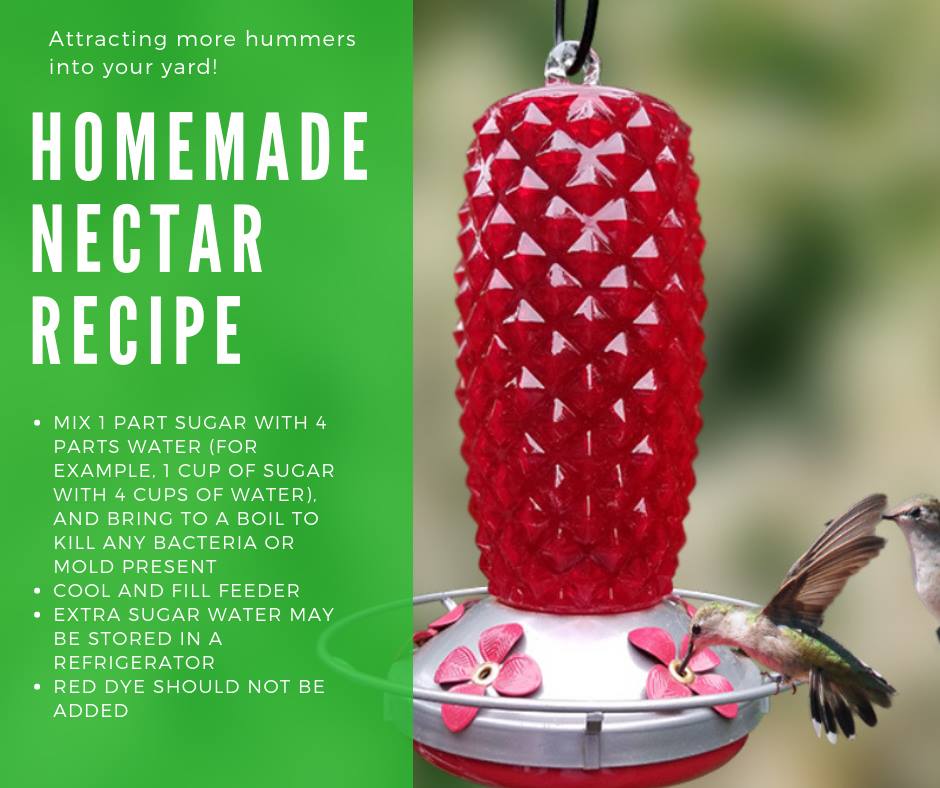 Homemade Nectar Recipe – Grateful Gnome