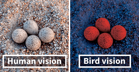 How Birds See The World As Compared To Humans – Grateful Gnome