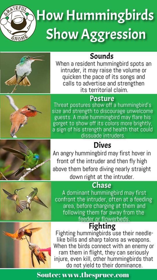 How Hummingbirds Show Aggression – Grateful Gnome