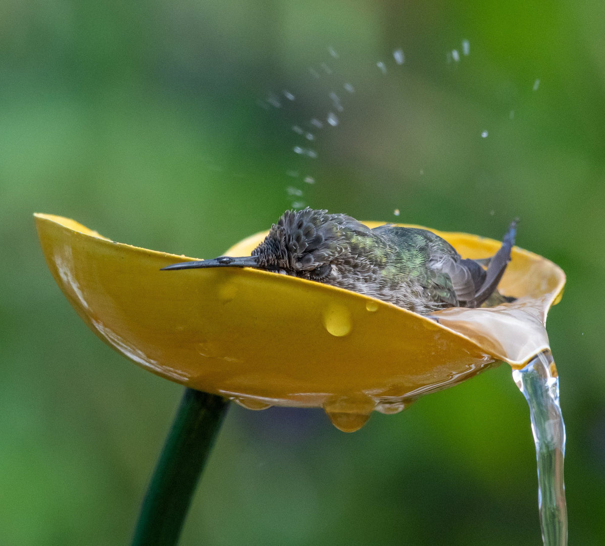 Hummingbird Bathing – Grateful Gnome