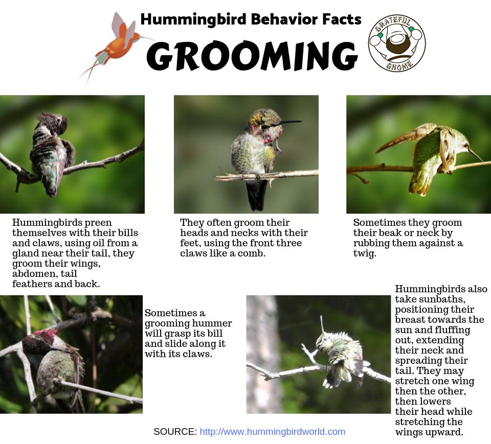 Hummingbird Behavior Facts – Grateful Gnome