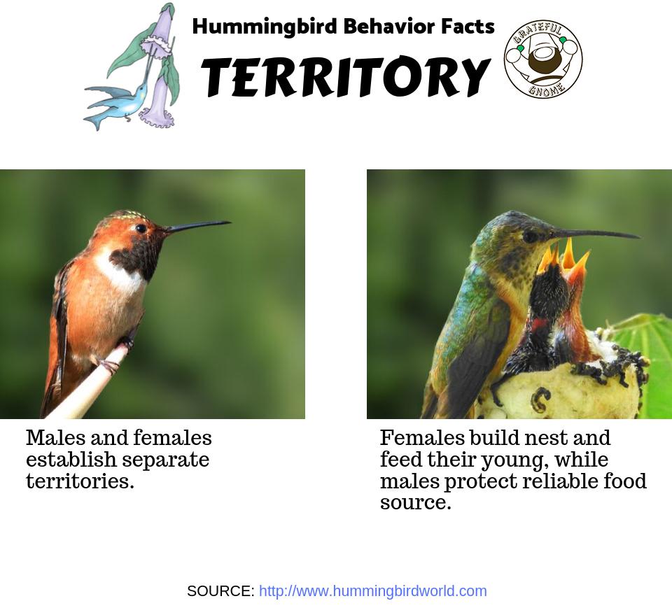 Hummingbird Behavior Facts – Grateful Gnome