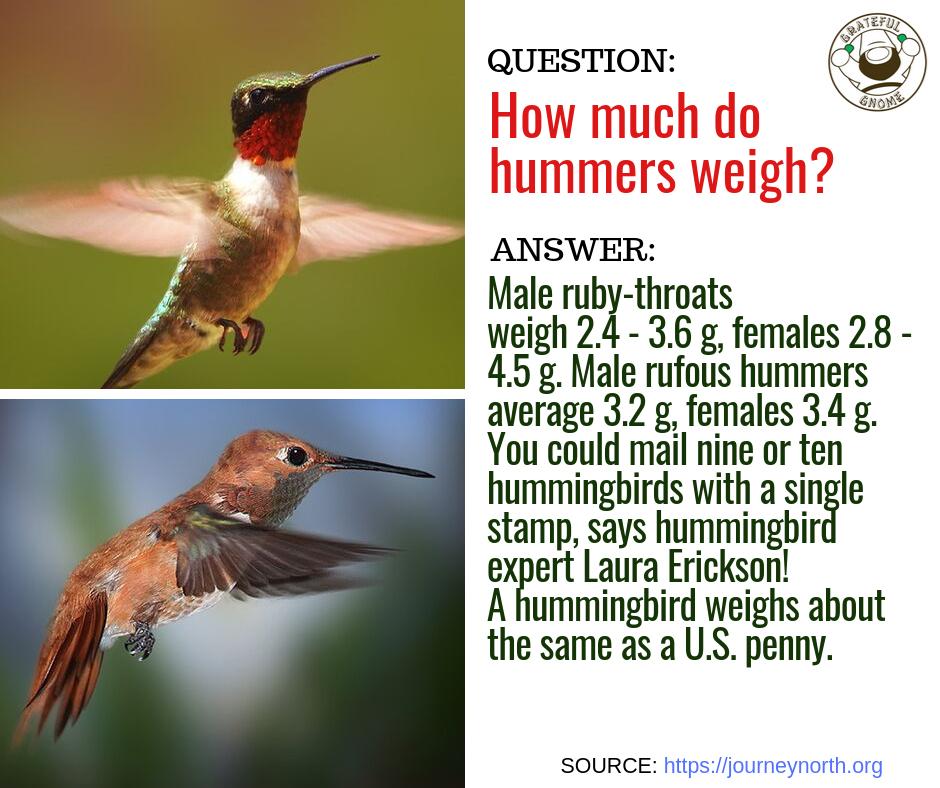 Hummingbird Characteristics Q&A – Grateful Gnome