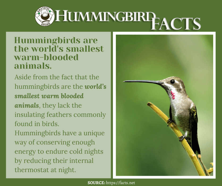 Hummingbird Facts – Grateful Gnome
