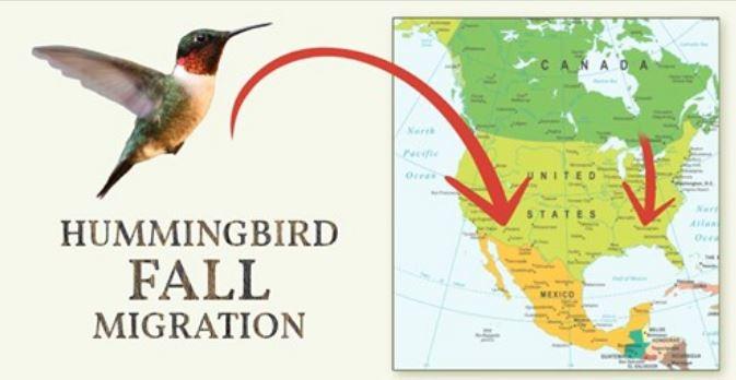 Hummingbird Fall Migration 2020 – Grateful Gnome