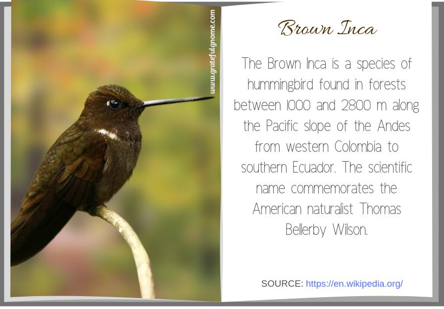 Hummingbird Species List - Brown Inca (Coeligena Wilsoni) – Grateful Gnome
