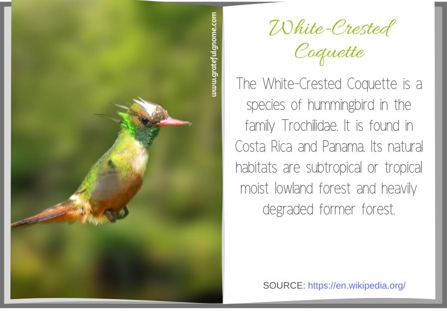 White-crested Coquette – Grateful Gnome