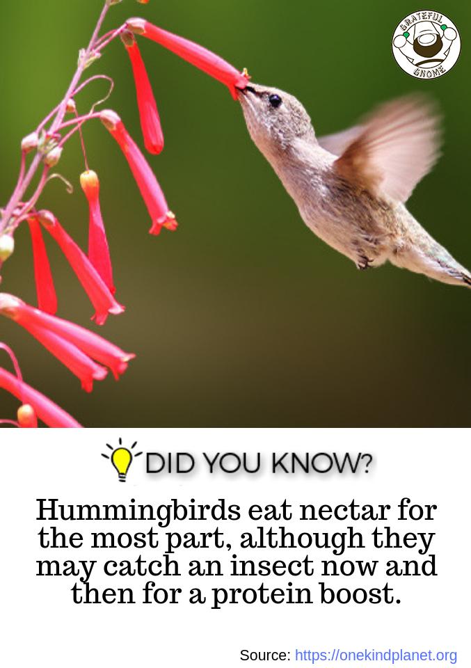 Hummingbird Trivia – Grateful Gnome