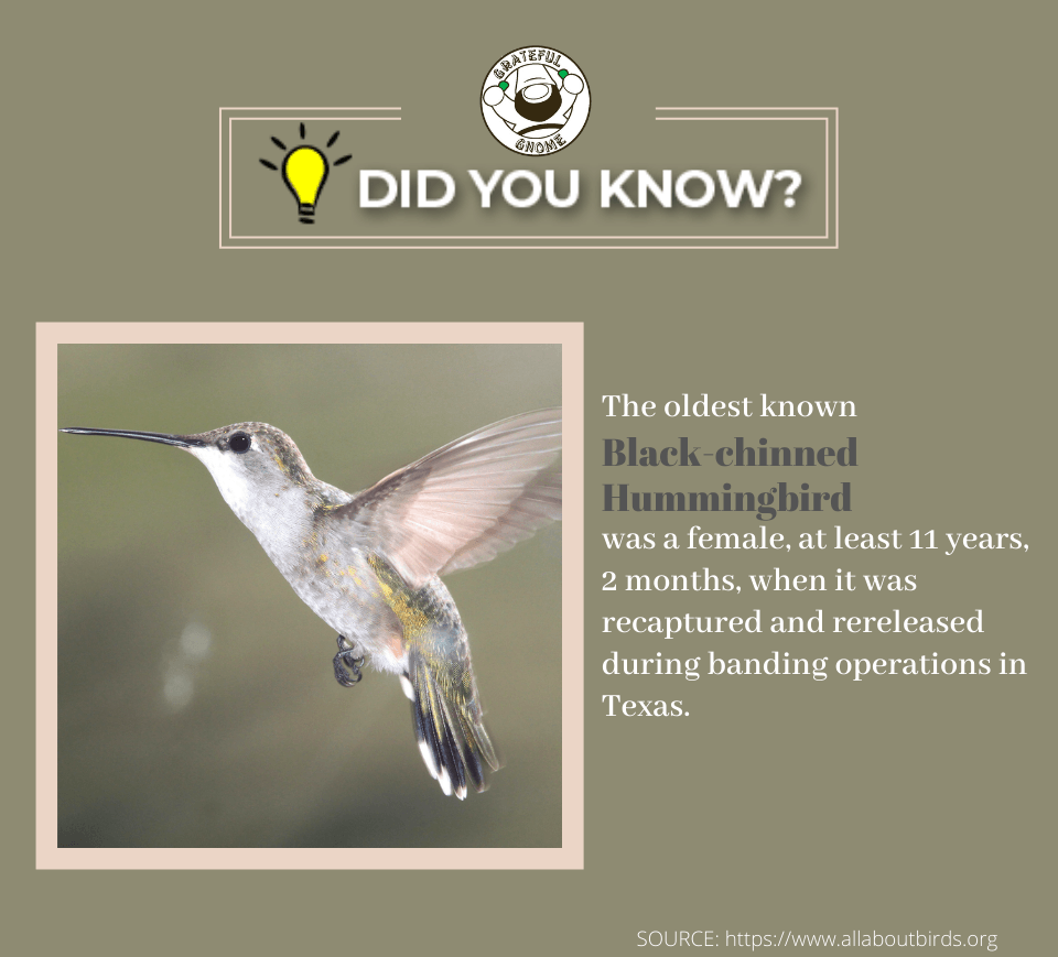 Hummingbird Trivia – Grateful Gnome