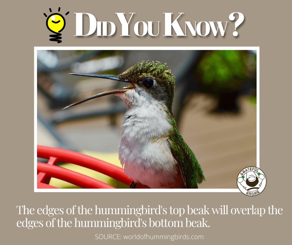 Hummingbird Trivia – Grateful Gnome