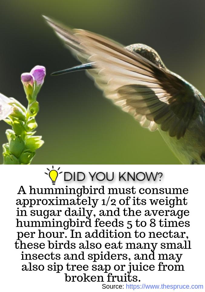 Hummingbird Trivia – Grateful Gnome