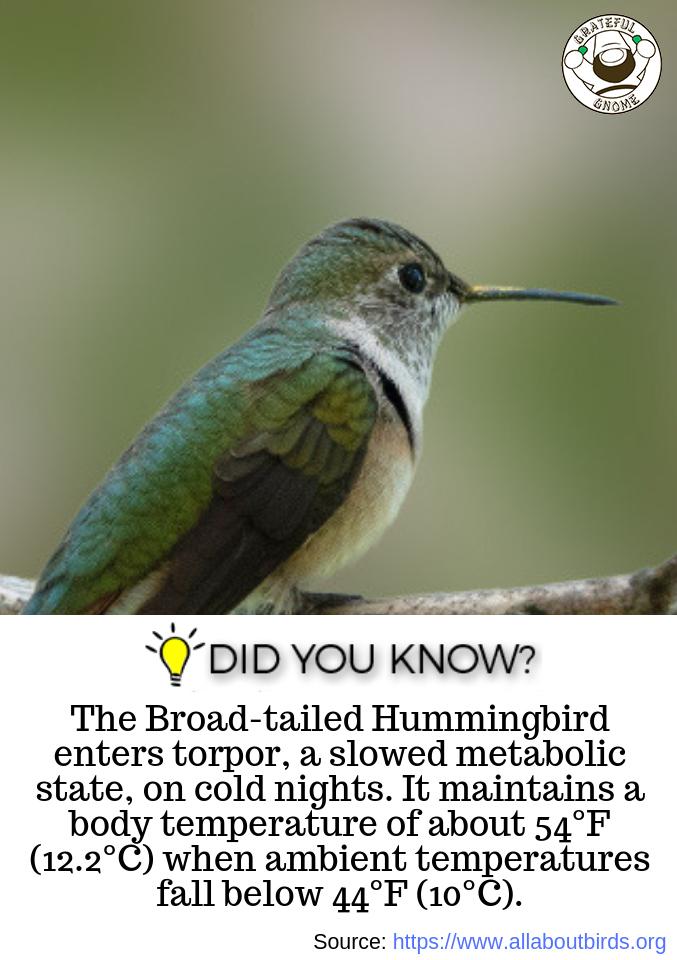 Hummingbird Trivia – Grateful Gnome