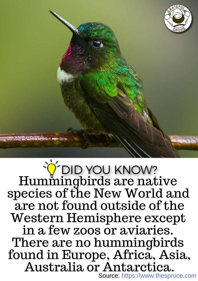 Hummingbird Trivia – Grateful Gnome