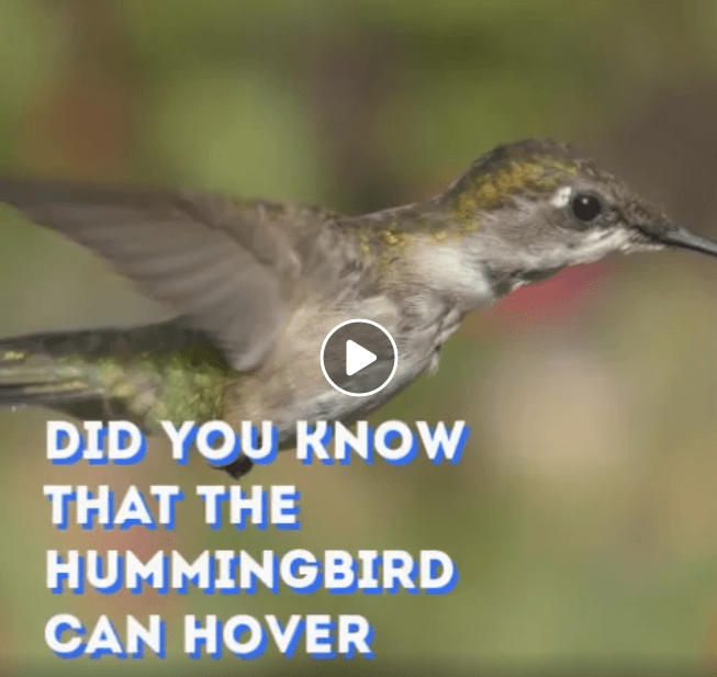 Hummingbird Trivia – Grateful Gnome