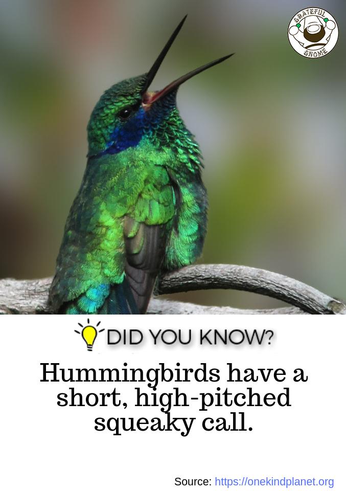 Hummingbird Trivia – Grateful Gnome