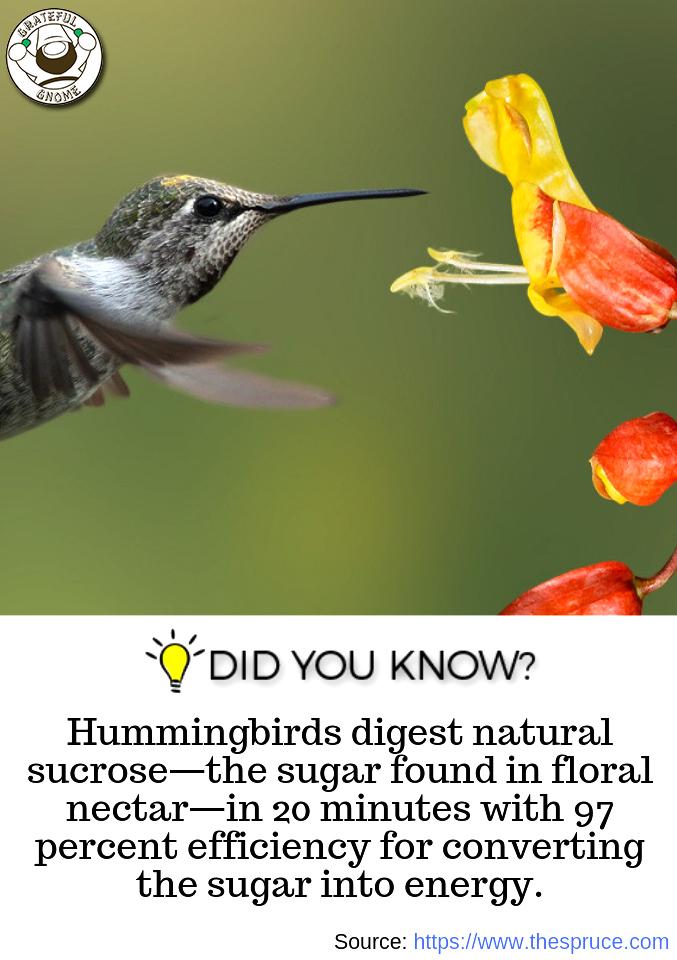 Hummingbird Trivia – Grateful Gnome