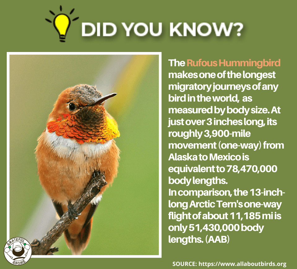 Hummingbird Trivia – Grateful Gnome