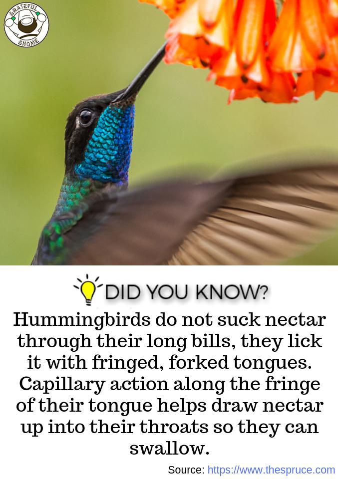 Hummingbird Trivia – Grateful Gnome