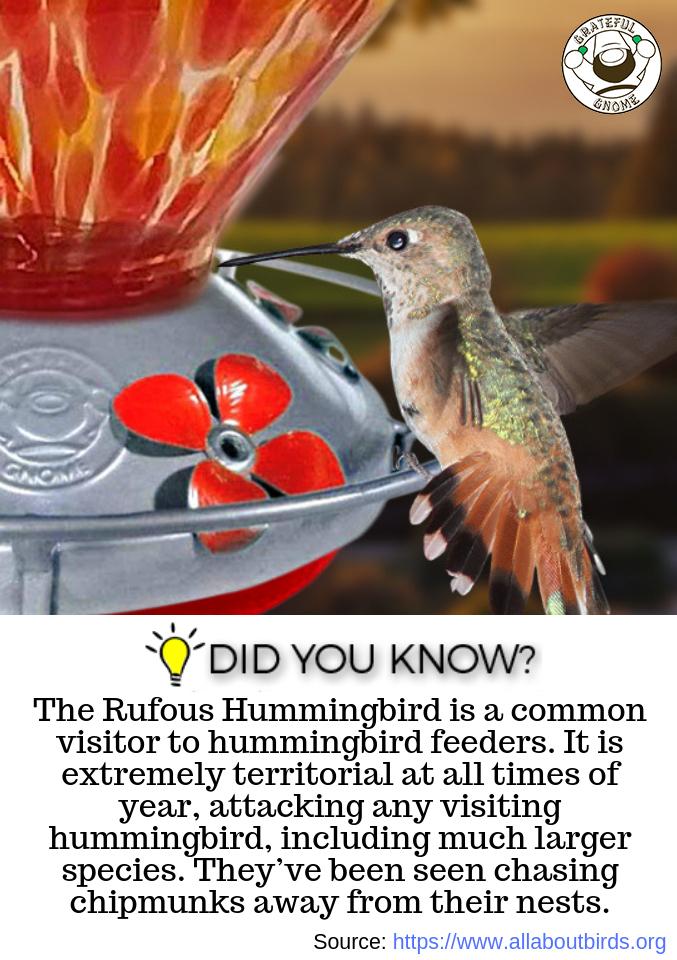 Hummingbird Trivia – Grateful Gnome