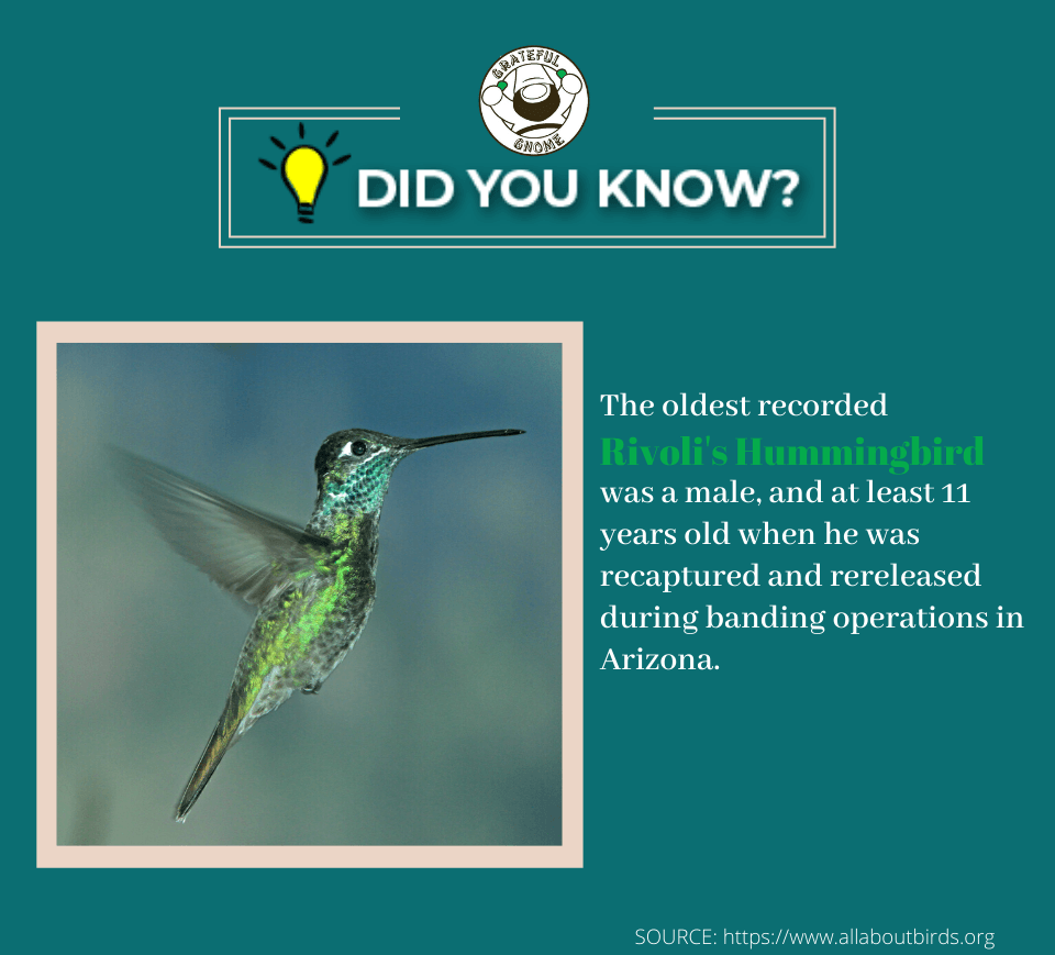 Hummingbird Trivia – Grateful Gnome