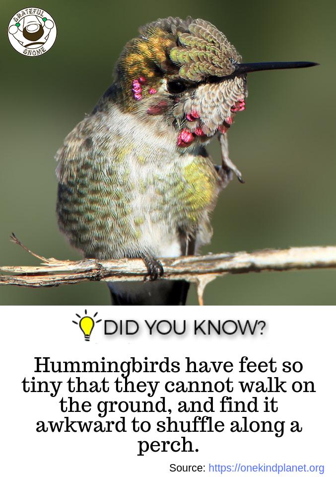 Hummingbird Trivia – Grateful Gnome