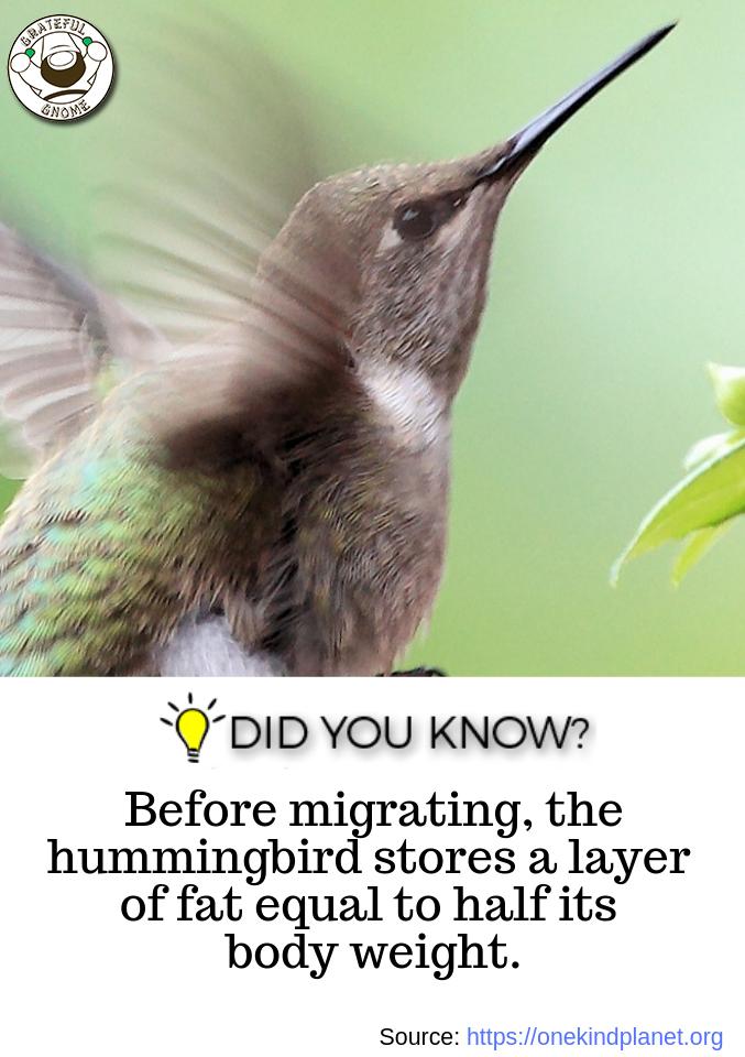 Hummingbird Trivia – Grateful Gnome