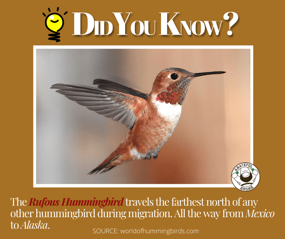 Hummingbird Trivia – Grateful Gnome